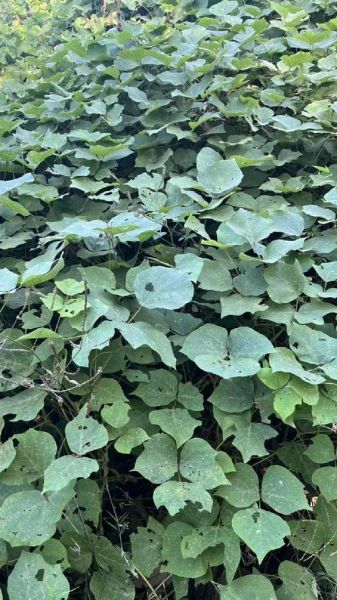 野生葛根叶子长什么样_葛根图片怎么分辨真假-第1张图片-山城妙识