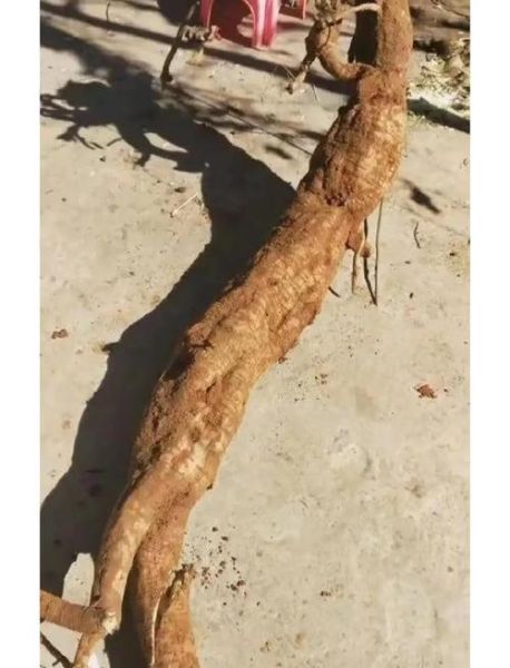 野生葛根叶子长什么样_葛根图片怎么分辨真假-第3张图片-山城妙识