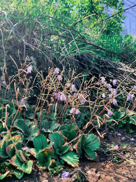 猫耳朵草长什么样_猫耳朵草的功效与作用-第2张图片-山城妙识 猫耳朵草长什么样_猫耳朵草的功效与作用-第2张图片-山城妙识