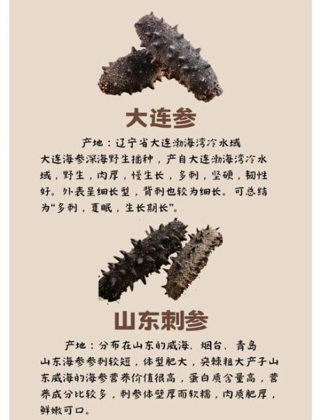 海参品种排名和价格_哪种海参最贵-第1张图片-山城妙识