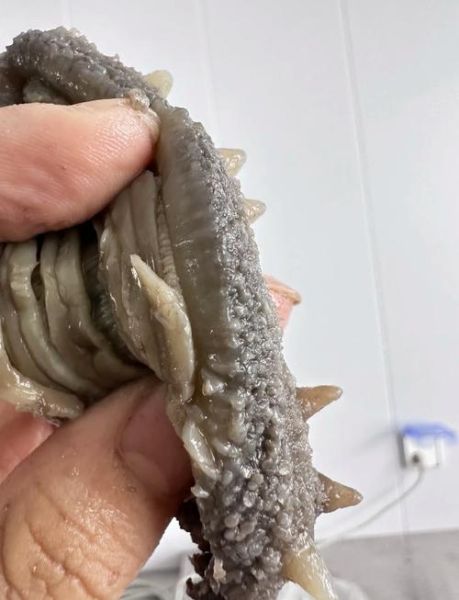 鲜海参价格多少钱一斤_鲜海参怎么挑选-第1张图片-山城妙识