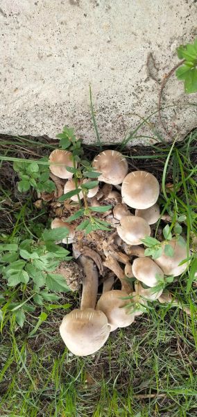 灰蘑菇能吃吗_灰蘑菇中毒症状-第3张图片-山城妙识