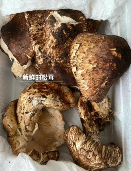 松茸炖排骨怎么做_松茸炖排骨要焯水吗-第2张图片-山城妙识