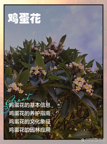 鸡蛋花有什么功效_鸡蛋花怎么吃-第1张图片-山城妙识