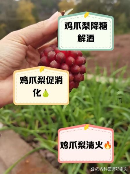 鸡爪梨的功效与作用_鸡爪梨怎么吃效果最好-第1张图片-山城妙识