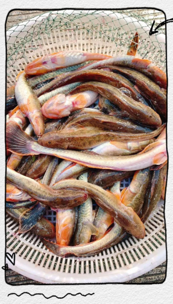 海鲶鱼图片大全大图_海鲶鱼高清图哪里找-第3张图片-山城妙识