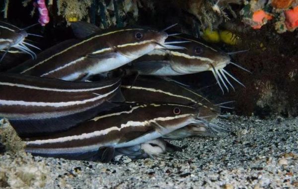 海鲶鱼图片大全大图_海鲶鱼高清图哪里找-第1张图片-山城妙识