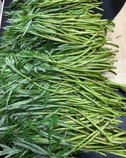 藜蒿的功效与作用_藜蒿图片长什么样-第1张图片-山城妙识