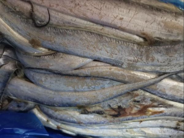 冷冻带鱼怎么做好吃_冷冻带鱼的家常做法-第3张图片-山城妙识 冷冻带鱼怎么做好吃_冷冻带鱼的家常做法-第3张图片-山城妙识