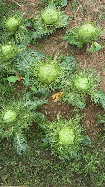 手撕包菜磁力链接怎么找_手撕包菜BT种子搜索技巧-第2张图片-山城妙识 手撕包菜磁力链接怎么找_手撕包菜BT种子搜索技巧-第2张图片-山城妙识