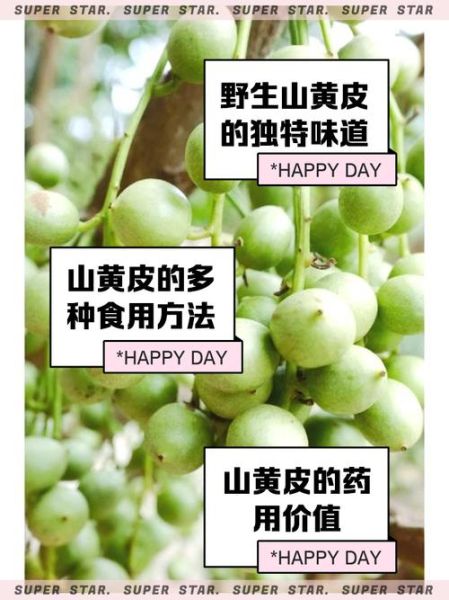 山黄皮酒的功效与作用_山黄皮酒怎么喝最养生-第2张图片-山城妙识 山黄皮酒的功效与作用_山黄皮酒怎么喝最养生-第2张图片-山城妙识