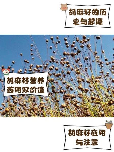 胡麻籽的功效与作用_胡麻籽怎么吃最营养-第1张图片-山城妙识