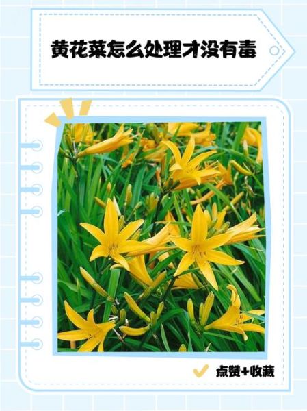 鲜黄花菜怎么处理才能没有毒_焯水后还要泡多久-第1张图片-山城妙识 鲜黄花菜怎么处理才能没有毒_焯水后还要泡多久-第1张图片-山城妙识