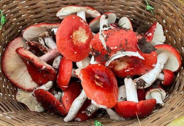 红色蘑菇的种类图片_哪些可以安全食用-第3张图片-山城妙识 红色蘑菇的种类图片_哪些可以安全食用-第3张图片-山城妙识