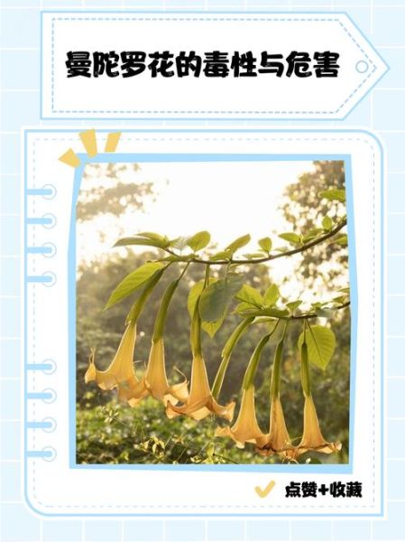 曼陀罗花有毒吗_曼陀罗花中毒怎么办-第1张图片-山城妙识