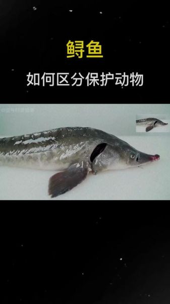 中华鲟为什么濒危_中华鲟保护现状-第3张图片-山城妙识