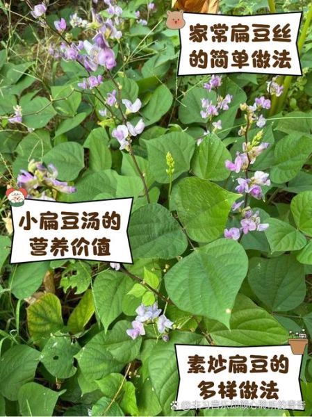 杂粮小扁豆怎么吃_小扁豆做法大全-第2张图片-山城妙识