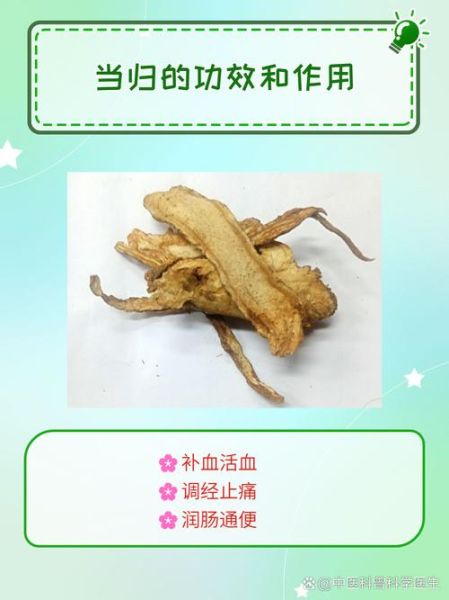 当归的功效与作用有哪些_当归主治什么病-第3张图片-山城妙识 当归的功效与作用有哪些_当归主治什么病-第3张图片-山城妙识