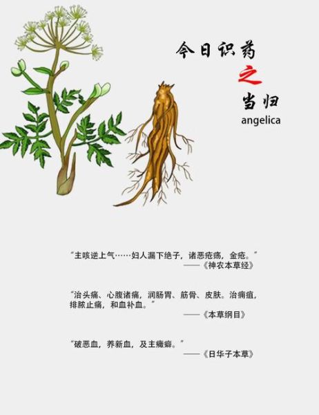 当归的功效与作用有哪些_当归主治什么病-第2张图片-山城妙识 当归的功效与作用有哪些_当归主治什么病-第2张图片-山城妙识