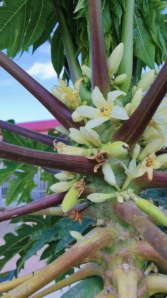 木瓜花的功效与作用_木瓜花怎么吃-第1张图片-山城妙识