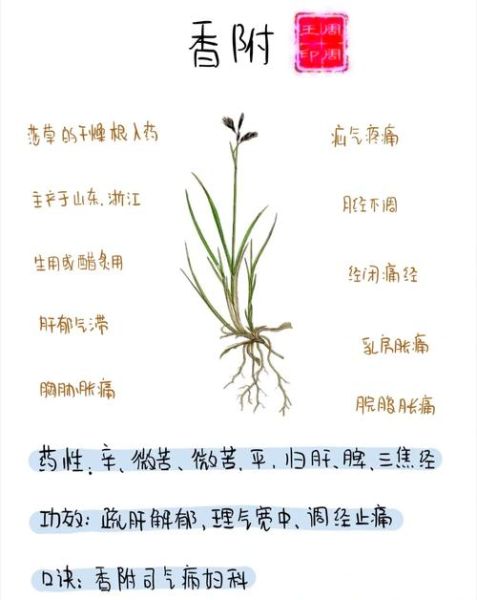 香附的功效与作用禁忌症_香附哪些人不能吃-第1张图片-山城妙识 香附的功效与作用禁忌症_香附哪些人不能吃-第1张图片-山城妙识