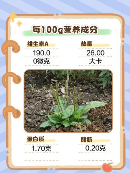 牛舌草根煮水喝治疗什么_牛舌草根的功效与作用-第1张图片-山城妙识 牛舌草根煮水喝治疗什么_牛舌草根的功效与作用-第1张图片-山城妙识