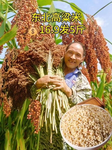 高粱米哪些人不能吃_吃高粱米有什么副作用-第3张图片-山城妙识