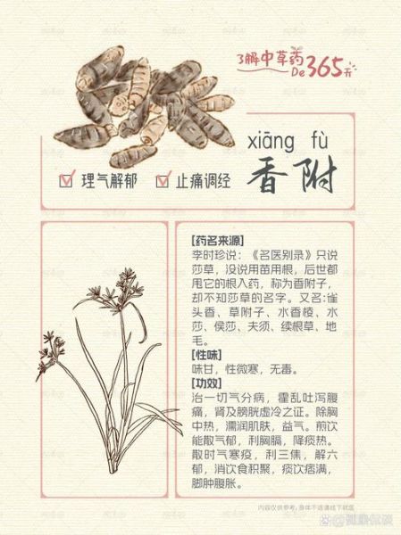 香附的功效与作用禁忌症_香附哪些人不能吃-第2张图片-山城妙识 香附的功效与作用禁忌症_香附哪些人不能吃-第2张图片-山城妙识