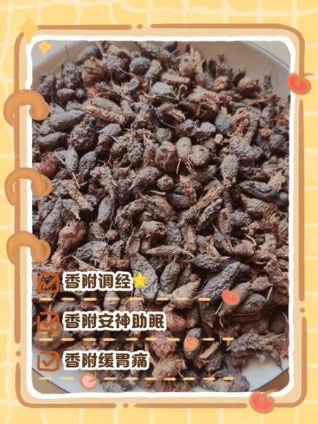 香附的功效与作用禁忌症_香附哪些人不能吃-第3张图片-山城妙识 香附的功效与作用禁忌症_香附哪些人不能吃-第3张图片-山城妙识