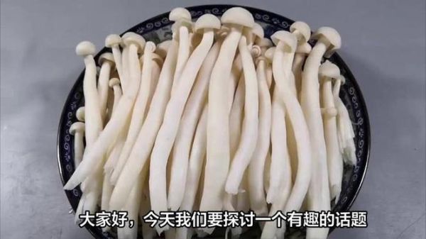 白玉菇怎么挑选_白玉菇和海鲜菇的区别-第3张图片-山城妙识 白玉菇怎么挑选_白玉菇和海鲜菇的区别-第3张图片-山城妙识