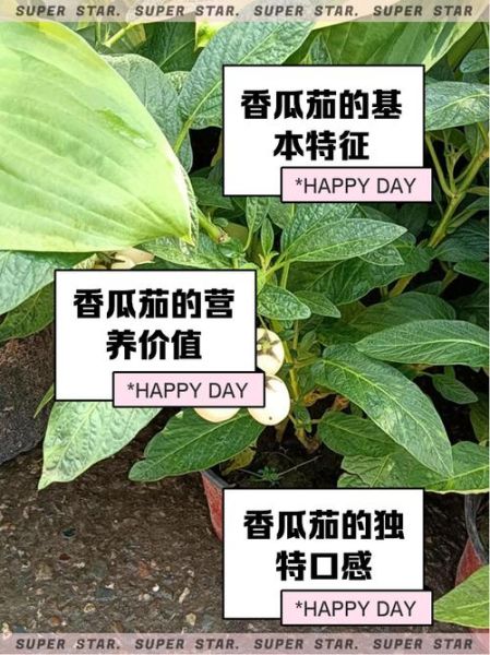 香瓜茄怎么吃_香瓜茄的功效与作用-第2张图片-山城妙识 香瓜茄怎么吃_香瓜茄的功效与作用-第2张图片-山城妙识