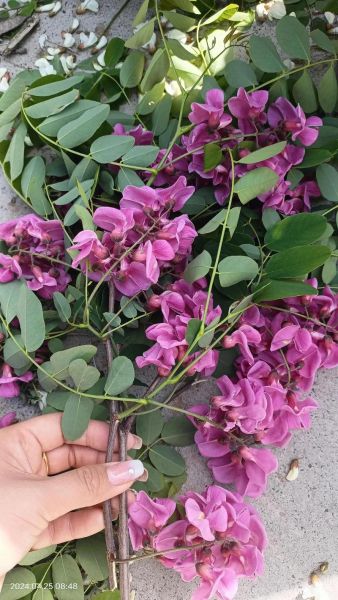 红洋槐花有毒吗_红槐花能不能吃-第1张图片-山城妙识