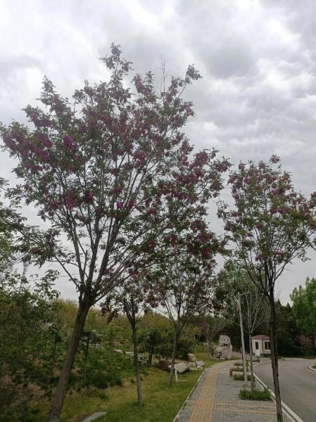 红洋槐花有毒吗_红槐花能不能吃-第2张图片-山城妙识