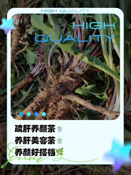蒲公英根茶的功效与作用_蒲公英根茶怎么喝才有效-第1张图片-山城妙识 蒲公英根茶的功效与作用_蒲公英根茶怎么喝才有效-第1张图片-山城妙识