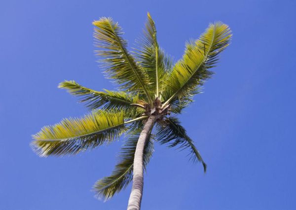 棕榈树图片怎么拍好看_棕榈树图片高清壁纸哪里找-第1张图片-山城妙识