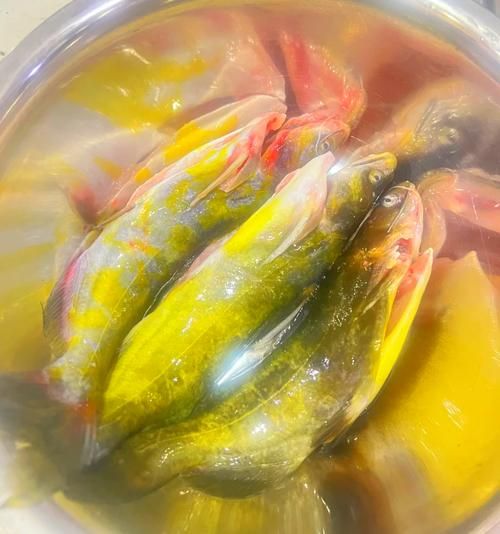 昂刺鱼表面的黄粘液需要去除吗_怎么洗才干净-第2张图片-山城妙识 昂刺鱼表面的黄粘液需要去除吗_怎么洗才干净-第2张图片-山城妙识