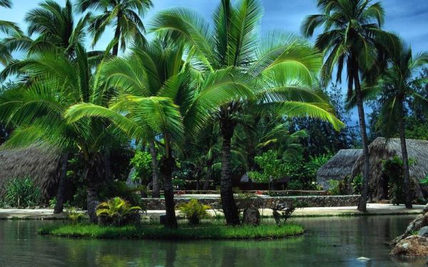 棕榈树图片怎么拍好看_棕榈树图片高清壁纸哪里找-第2张图片-山城妙识