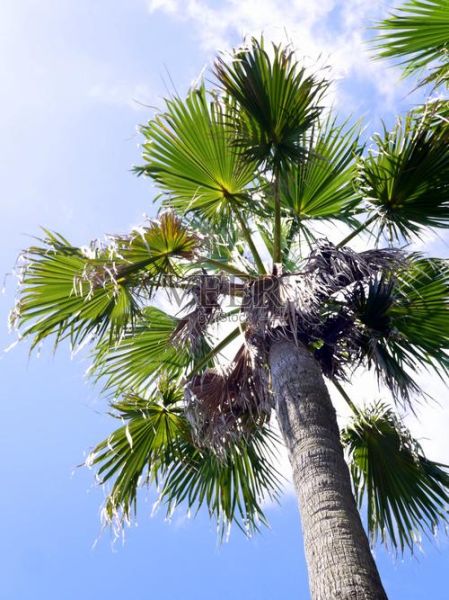 棕榈树图片怎么拍好看_棕榈树图片高清壁纸哪里找-第3张图片-山城妙识