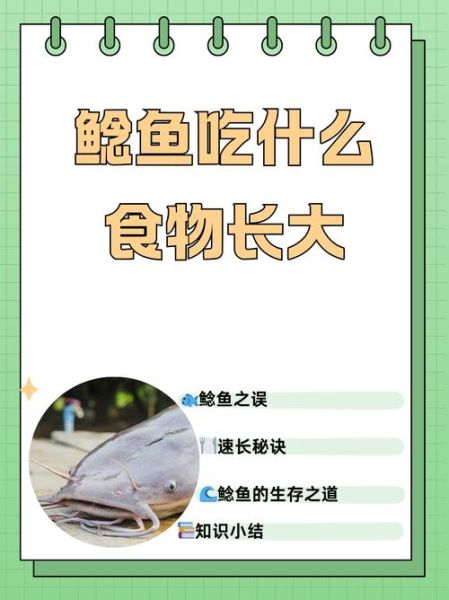 鲶鱼吃什么食物_鲶鱼怎么养长得快-第1张图片-山城妙识