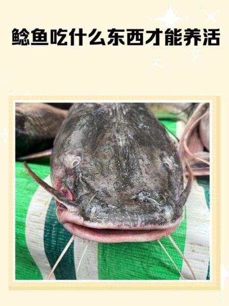 鲶鱼吃什么食物_鲶鱼怎么养长得快-第3张图片-山城妙识