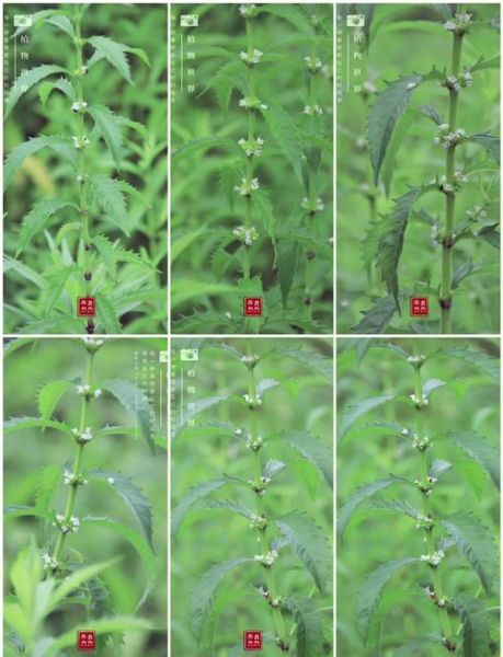 泽兰的功效与作用_泽兰能活血化瘀吗-第1张图片-山城妙识