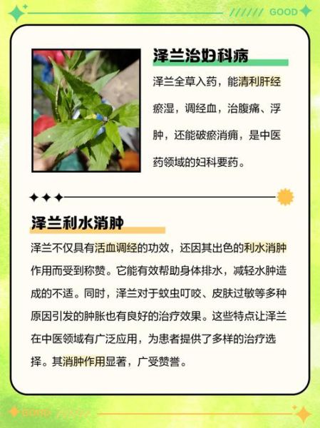 泽兰的功效与作用_泽兰能活血化瘀吗-第3张图片-山城妙识