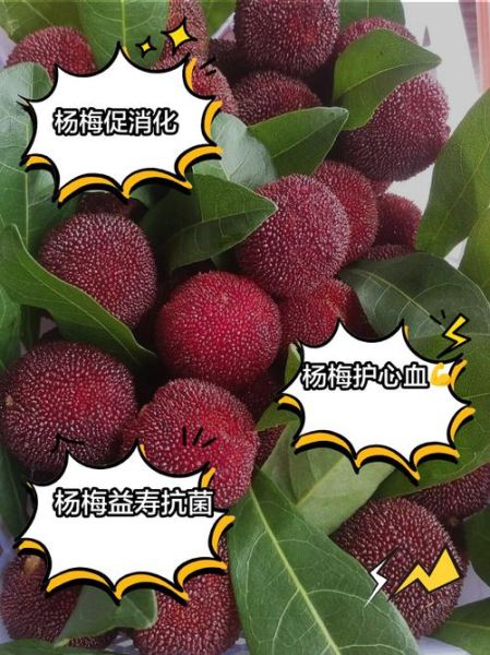 杨梅的功效与作用_杨梅吃多了会上火吗-第3张图片-山城妙识