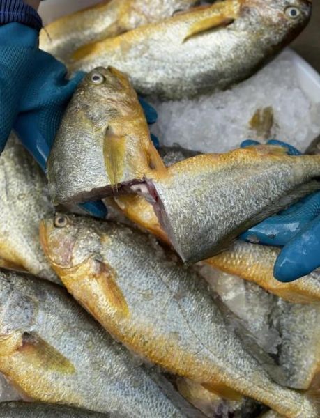 小黄花鱼图片_如何分辨新鲜小黄花鱼-第1张图片-山城妙识 小黄花鱼图片_如何分辨新鲜小黄花鱼-第1张图片-山城妙识