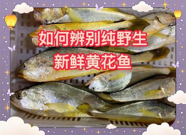 小黄花鱼图片_如何分辨新鲜小黄花鱼-第3张图片-山城妙识 小黄花鱼图片_如何分辨新鲜小黄花鱼-第3张图片-山城妙识