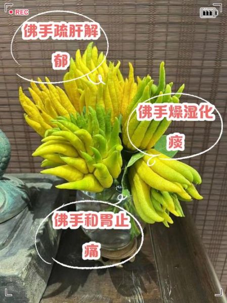 佛手怎么养_佛手功效与作用-第1张图片-山城妙识 佛手怎么养_佛手功效与作用-第1张图片-山城妙识