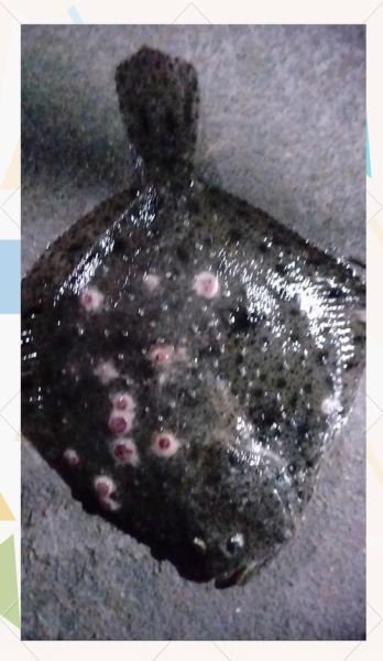 多宝鱼和鲈鱼哪个高档_多宝鱼和鲈鱼价格差多少-第3张图片-山城妙识 多宝鱼和鲈鱼哪个高档_多宝鱼和鲈鱼价格差多少-第3张图片-山城妙识