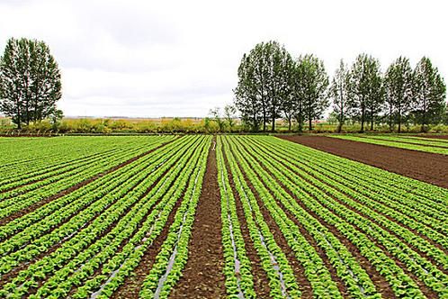 菜圃是什么_菜圃和菜园的区别-第3张图片-山城妙识