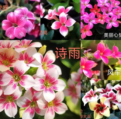 长寿花图片大全大图_长寿花品种怎么区分-第3张图片-山城妙识 长寿花图片大全大图_长寿花品种怎么区分-第3张图片-山城妙识