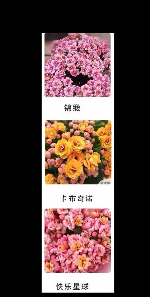 长寿花图片大全大图_长寿花品种怎么区分-第2张图片-山城妙识 长寿花图片大全大图_长寿花品种怎么区分-第2张图片-山城妙识